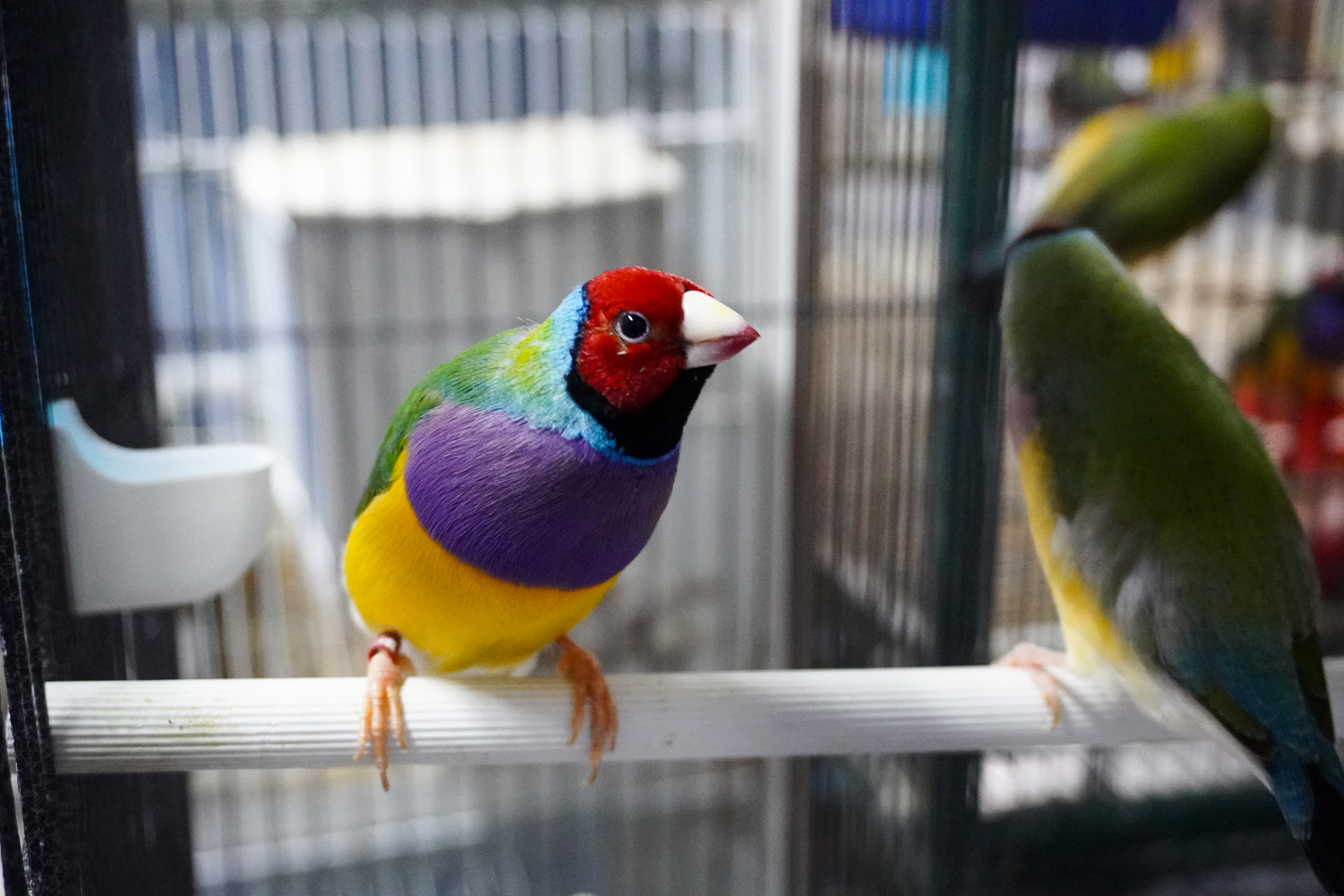 Gouldian Finches – Bird Details By Paulo